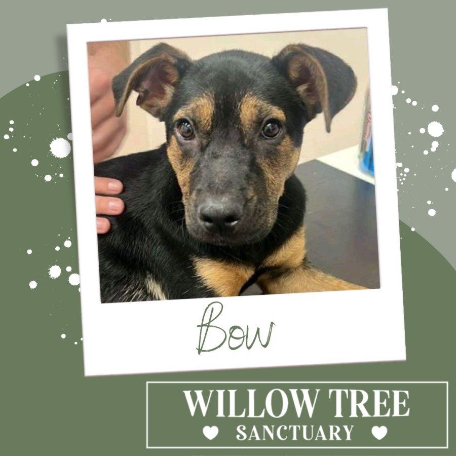 Bow - Large Female Rottweiler Mix Dog in NSW - PetRescue