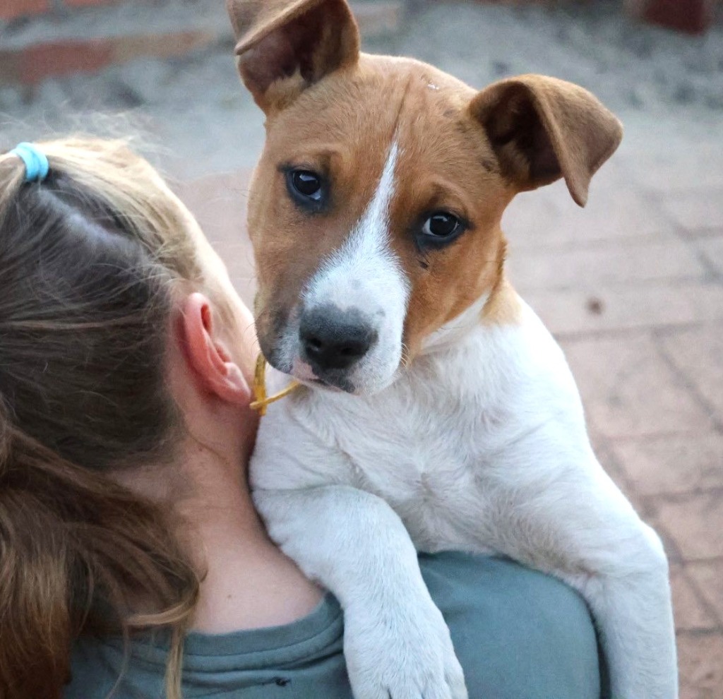 Lark - Large Female Mixed breed Dog in WA - PetRescue