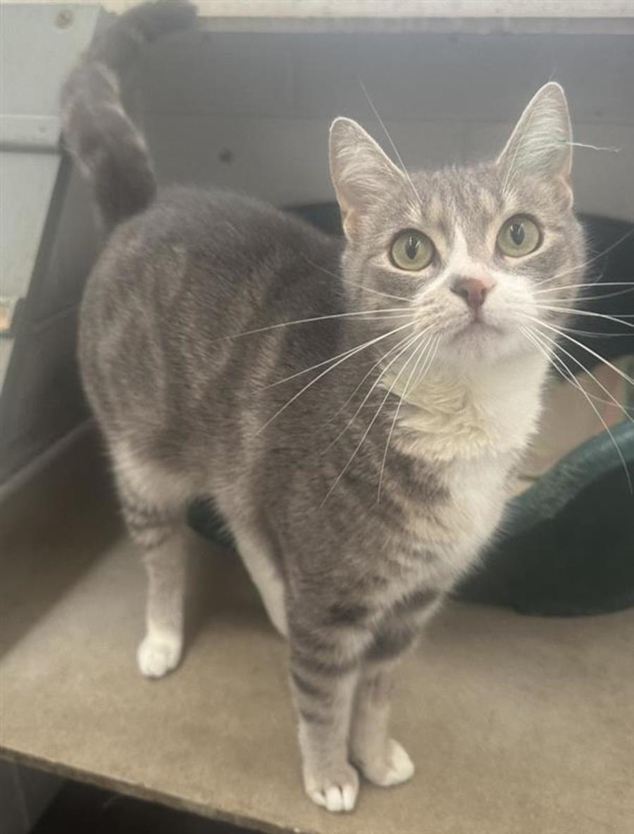 Maisie - Female Domestic Short Hair (DSH) Cat in VIC - PetRescue