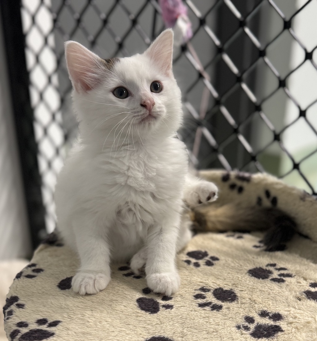 Mr Smee - Male Domestic Short Hair Mix Cat in QLD - PetRescue