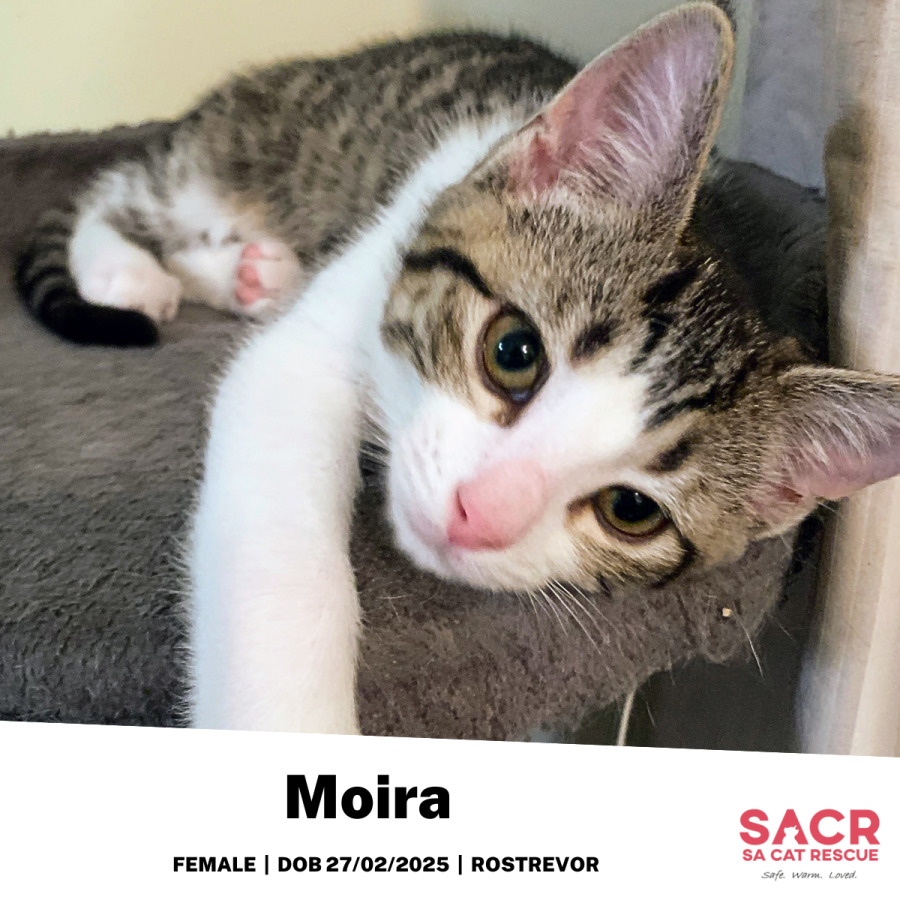 Moira - Female Domestic Short Hair (DSH) Cat in SA - PetRescue