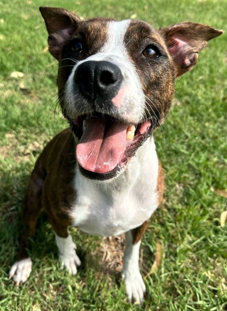 Dill - Medium Female Staffordshire Bull Terrier Mix Dog in VIC - PetRescue