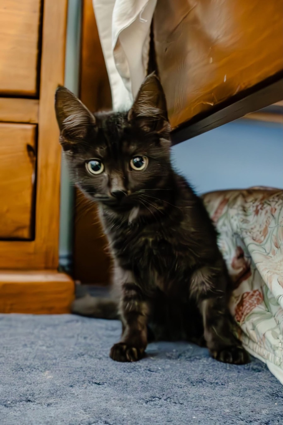 Sunraysia Animal Rehousing Group - PetRescue