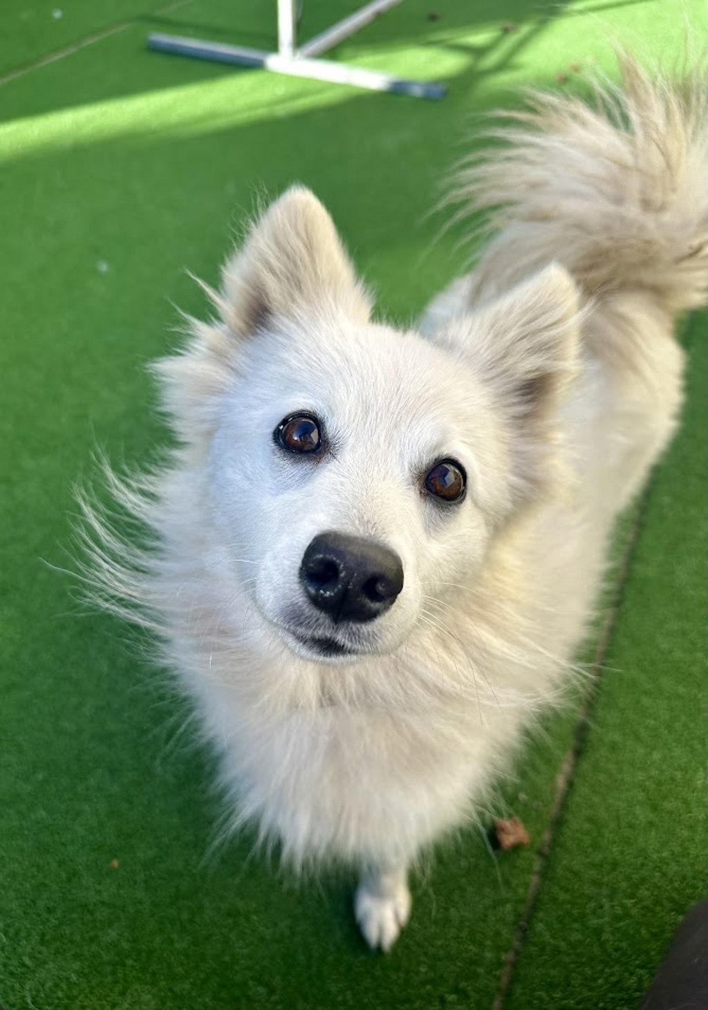 Snow - Small Female Japanese Spitz Mix Dog in VIC - PetRescue