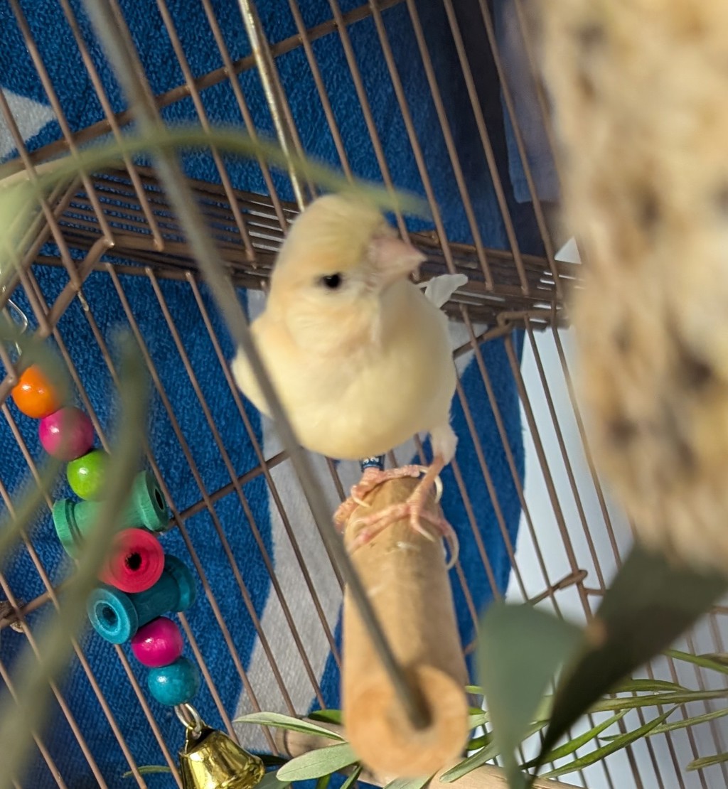 Milo - Male Canary Mix Bird in WA - PetRescue