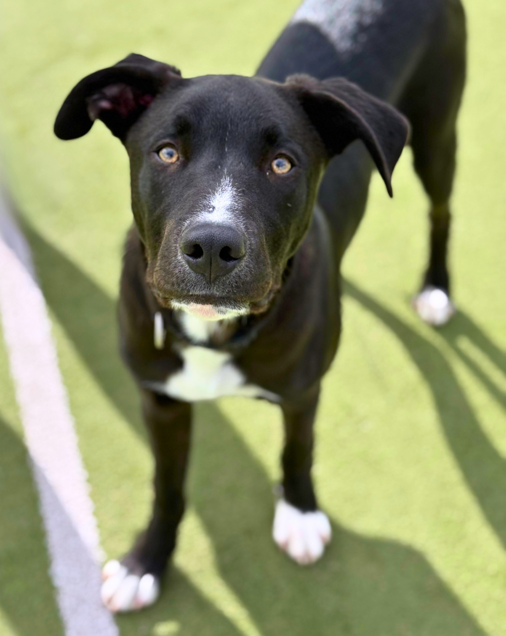 Henry Lee - Medium Male Border Collie x Staffy Mix Dog in VIC - PetRescue