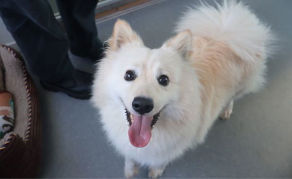 Teddy - Small Male Spitz Mix Dog in VIC - PetRescue