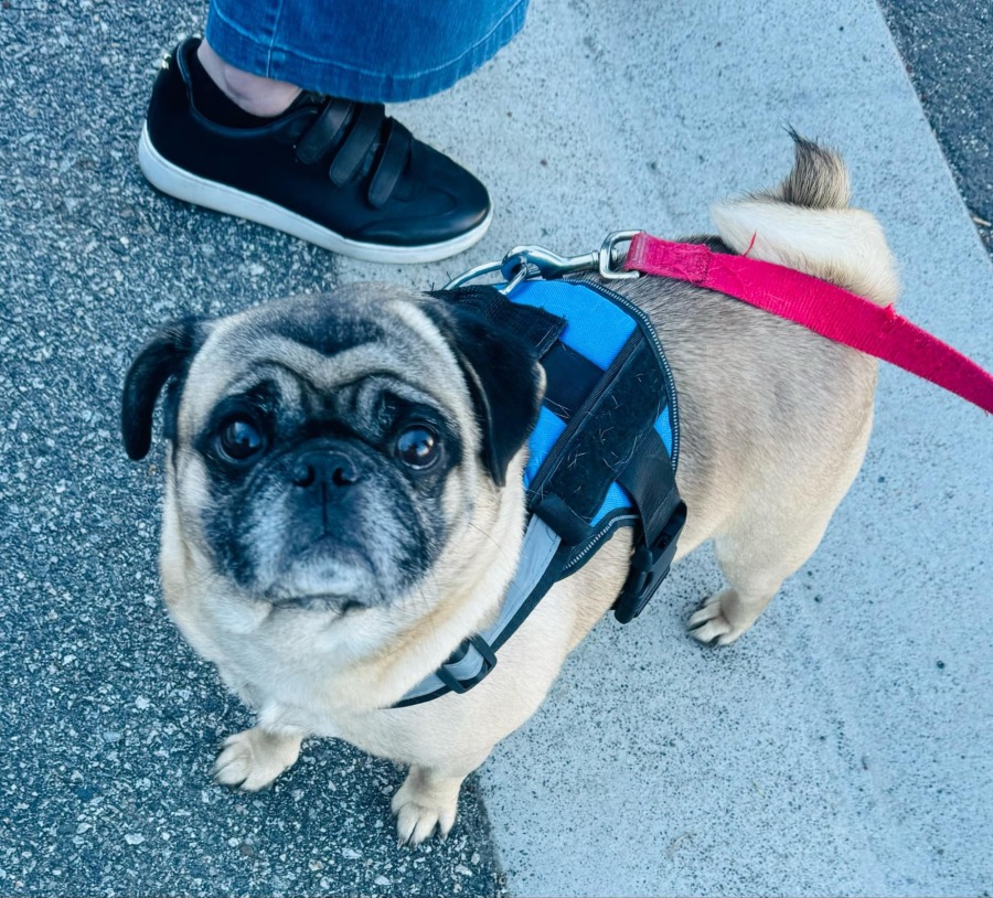Tex - Small Male Pug Dog in VIC - PetRescue