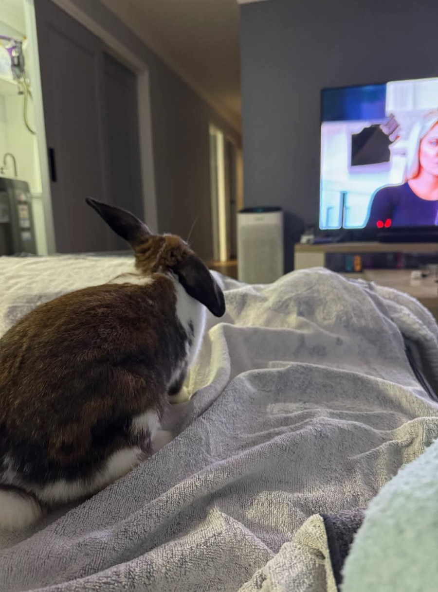Benji - Male Mini Lop Mix Rabbit in NSW - PetRescue