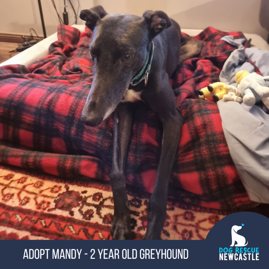 Mandy - 2 Year Old Greyhound - Large Female Greyhound Dog in NSW ...