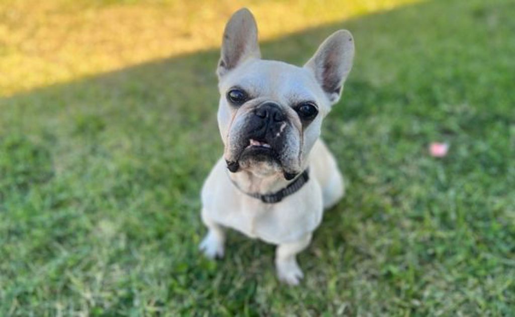 Frankie - Small Male French Bulldog Mix Dog in VIC - PetRescue
