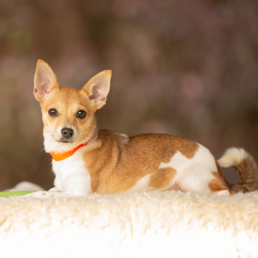Frankie - Small Female Mini Foxy Mix Dog in QLD - PetRescue