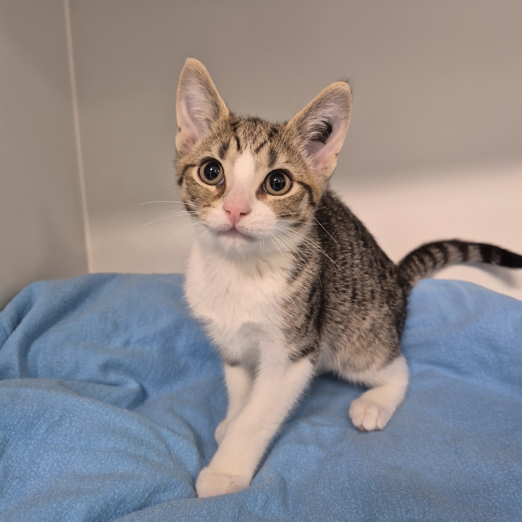 Jeeves - Male Domestic Short Hair Mix Cat in VIC - PetRescue