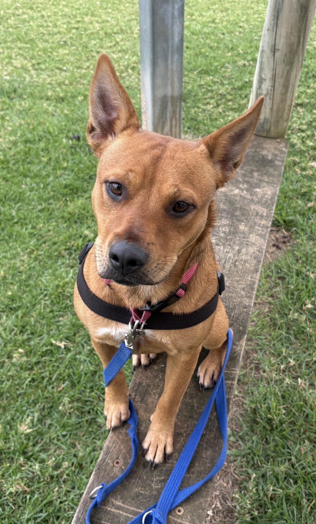 Phoebe - Medium Female Kelpie Mix Dog in QLD - PetRescue