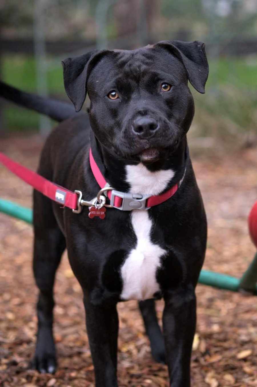 Sage - Medium Female American Staffordshire Terrier Dog in VIC - PetRescue