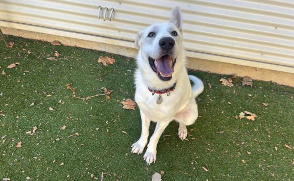 Ziggy - Large Male German Shepherd x Maremma Sheepdog Mix Dog in VIC ...