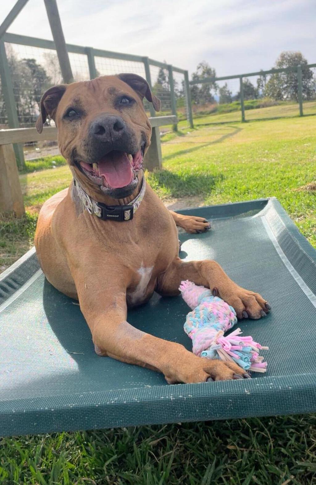 Red - Large Male Bullmastiff x Rhodesian Ridgeback Mix Dog in VIC ...