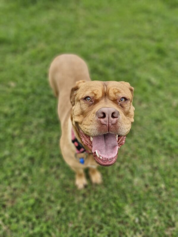 Pudge - Large Female Dogue de Bordeaux Dog in NSW - PetRescue