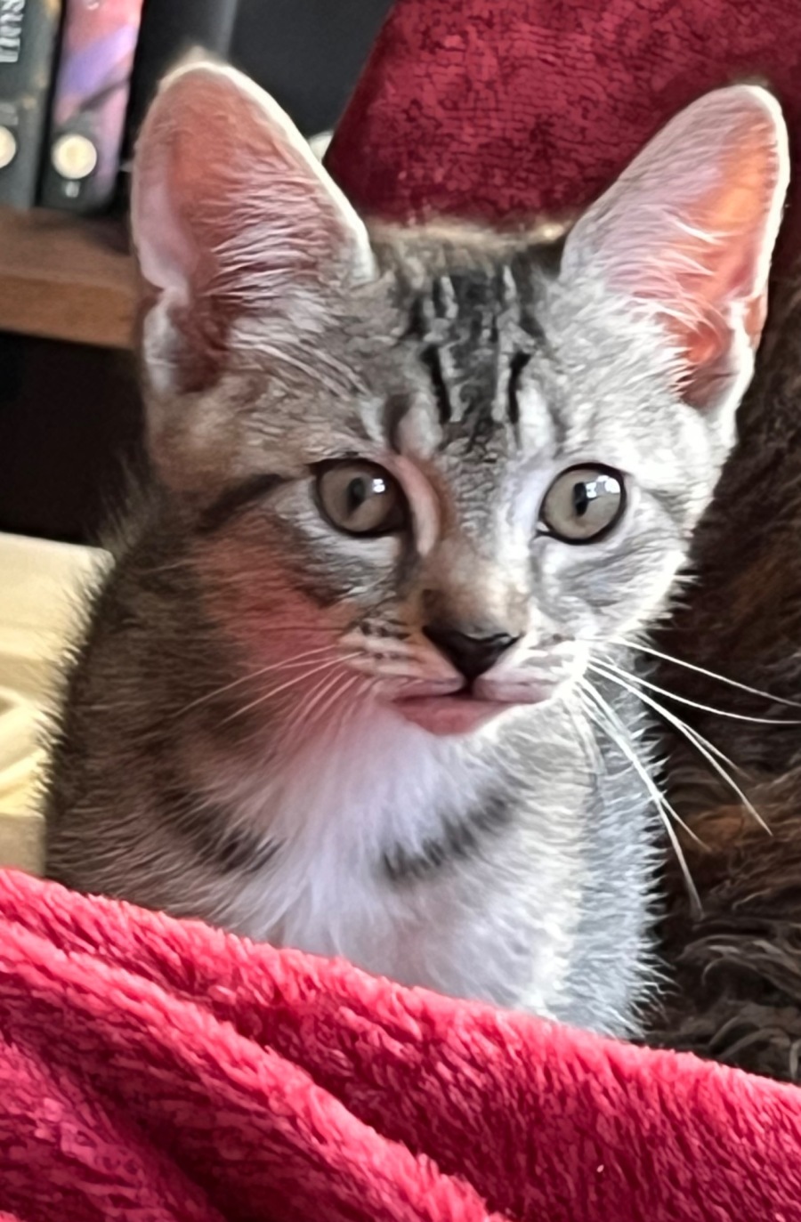 Jinx - Female Domestic Short Hair (DSH) Cat in NSW - PetRescue