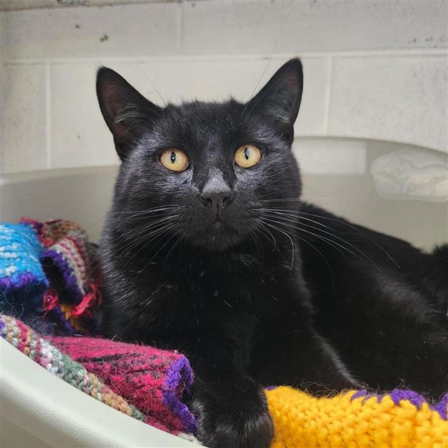 Sambo - Male Domestic Short Hair (DSH) Cat in VIC - PetRescue