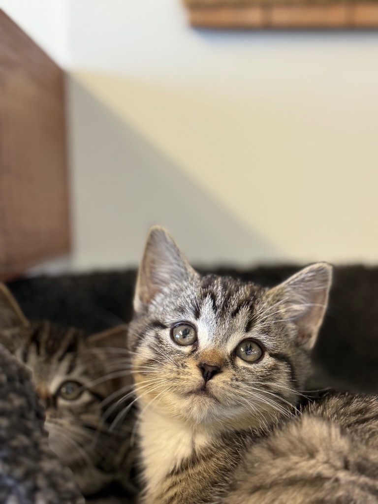 Shortbread - Female Domestic Short Hair (DSH) Mix Cat in TAS - PetRescue
