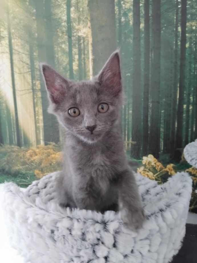 Grover - Male Domestic Short Hair (DSH) Mix Cat in WA - PetRescue