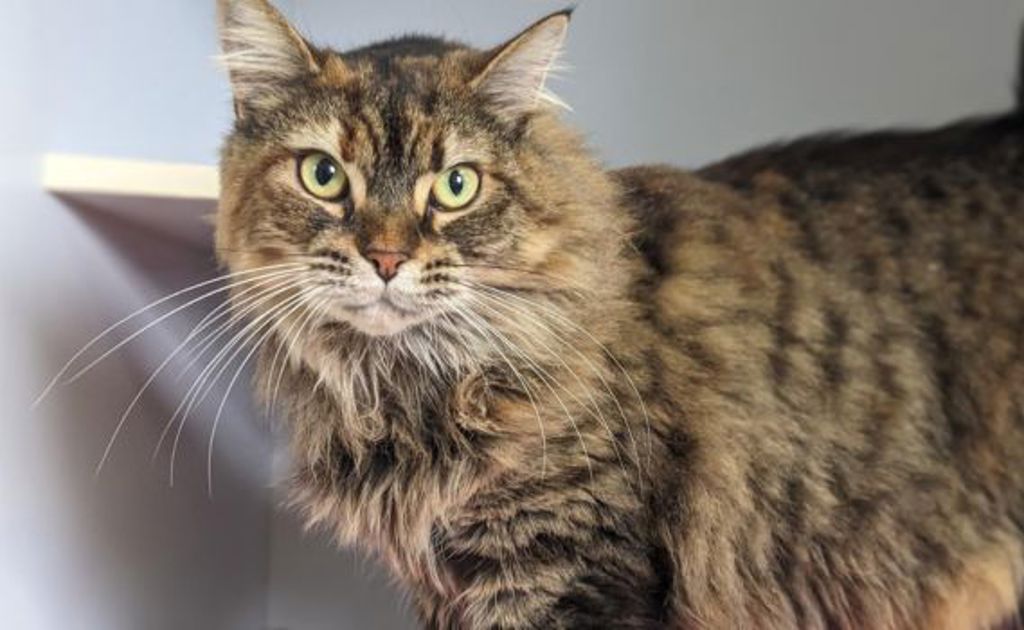 Lady Bernice - Female Domestic Longhair Mix Cat in VIC - PetRescue