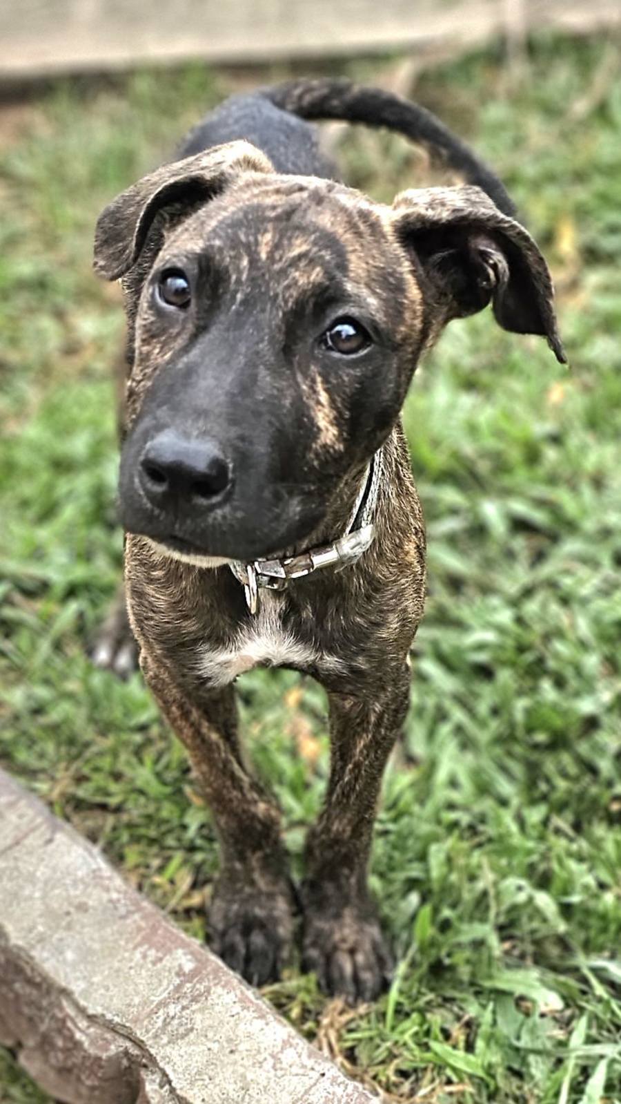 Milo - Medium Male Mixed breed Dog in QLD - PetRescue