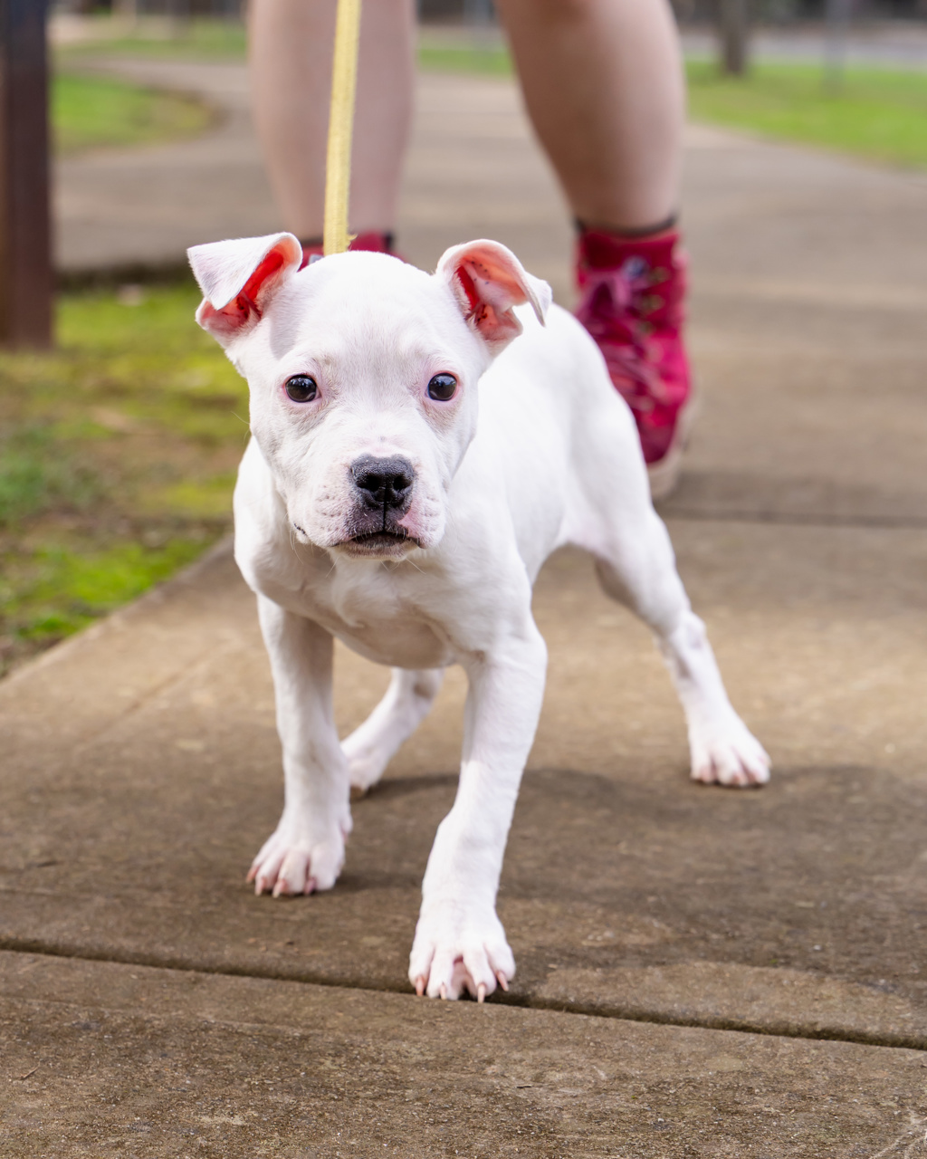Butterfield - Medium Female Staffordshire Terrier Mix Dog in NSW ...