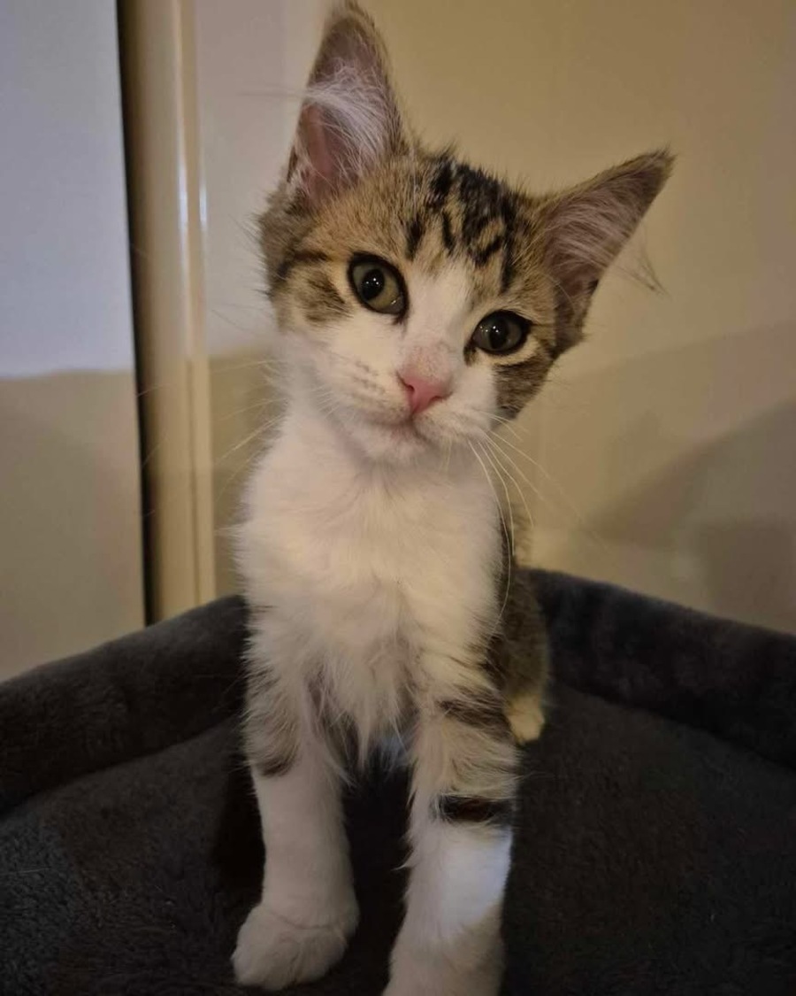 Summer - Female Domestic Medium Hair (DMH) Cat in VIC - PetRescue