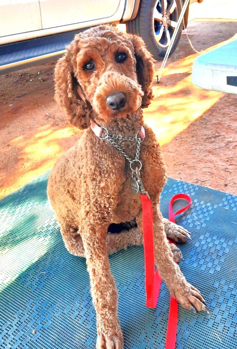 Poodle Cross Rescue - PetRescue