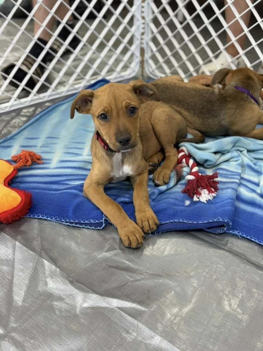 Winnie - Medium Female Mixed breed Dog in QLD - PetRescue