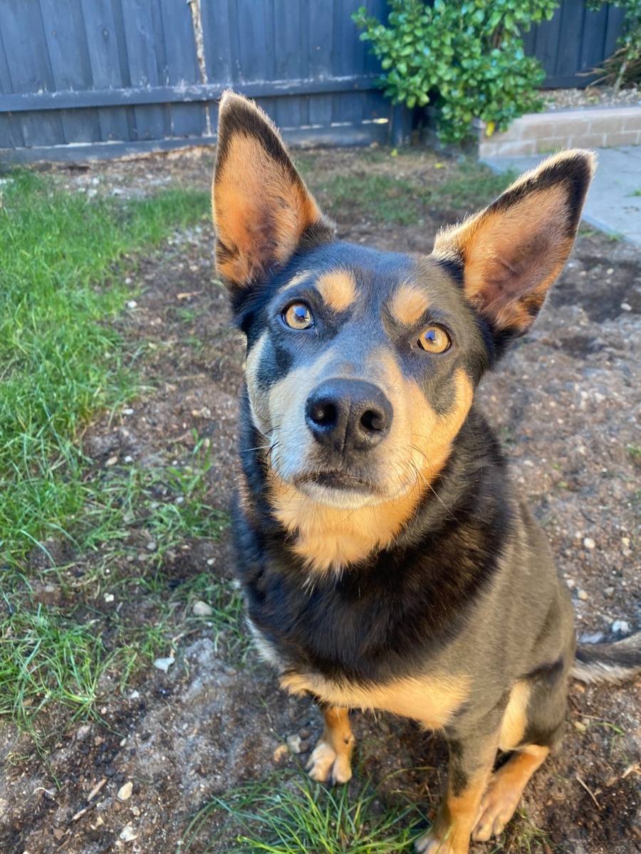 Millie - Medium Female Australian Kelpie Dog in VIC - PetRescue