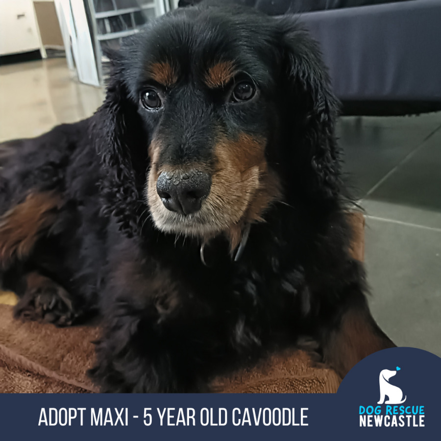 Maxi - 5 Year Old Cavoodle - Small Male Cavalier King Charles Spaniel x ...