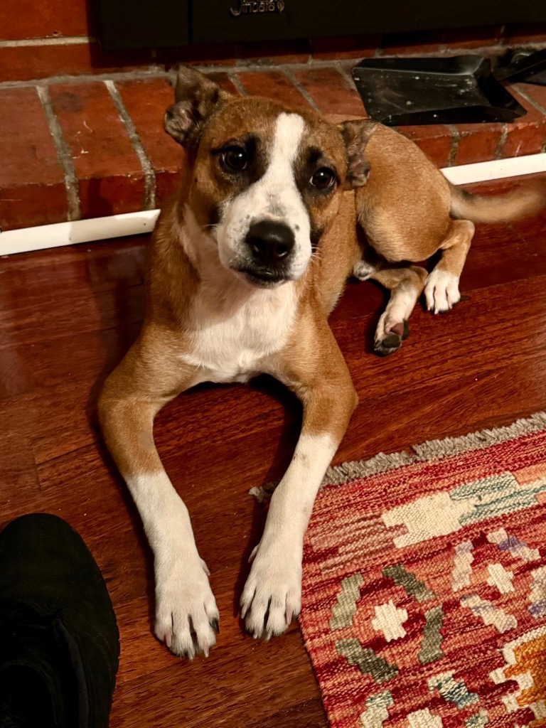 Biggles - Medium Male Mixed breed Dog in WA - PetRescue