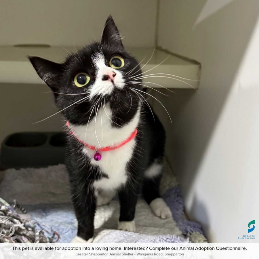 Pearl - Female Domestic Short Hair (DSH) Cat in VIC - PetRescue