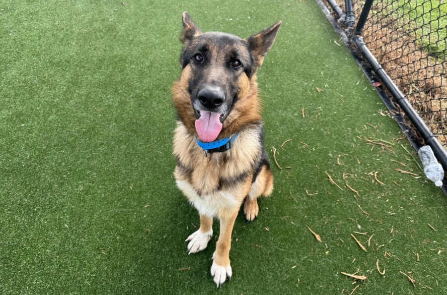 Moose imp 1226 - Large Male German Shepherd Dog Dog in NSW - PetRescue
