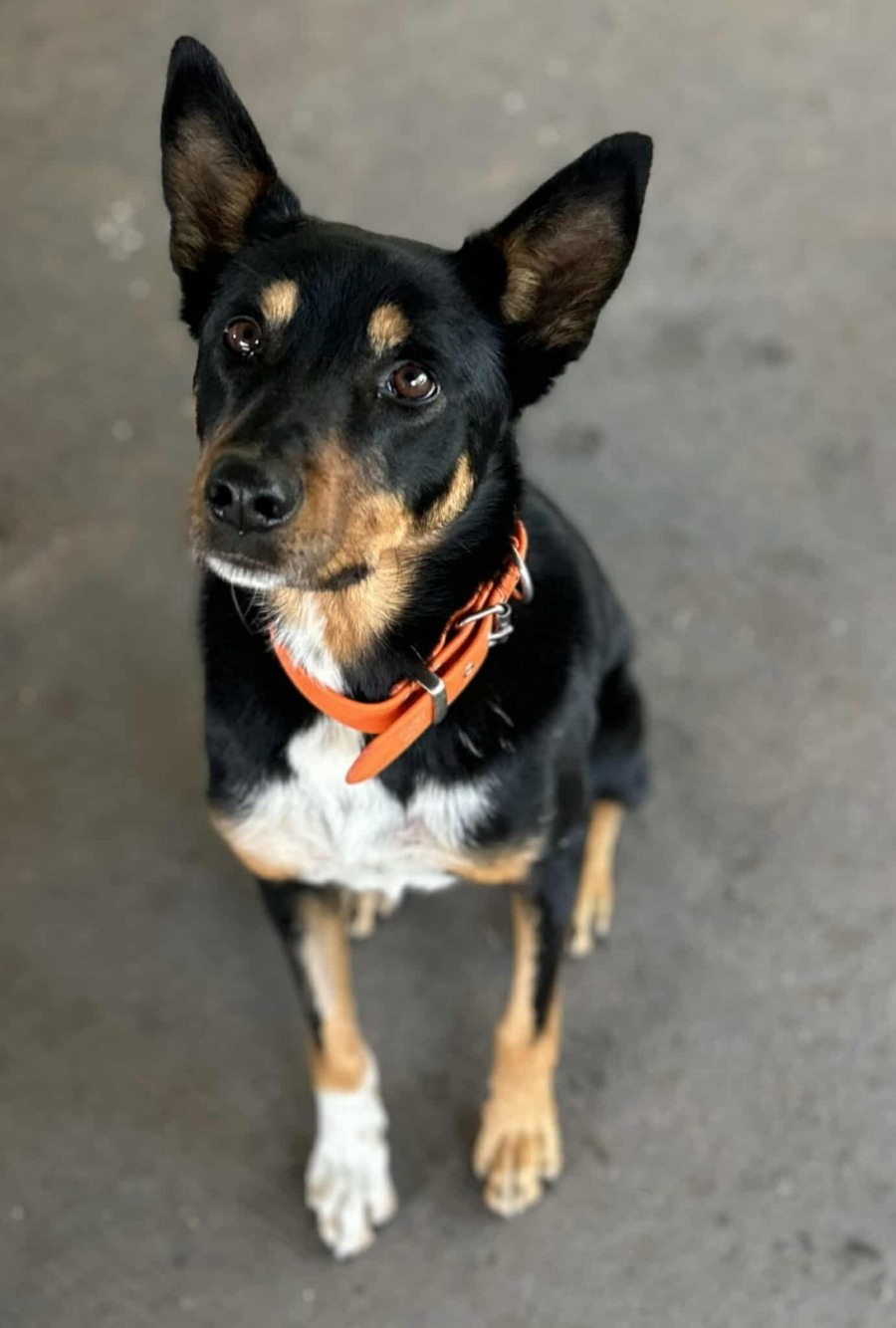 Harley - Medium Male Australian Kelpie Dog in VIC - PetRescue