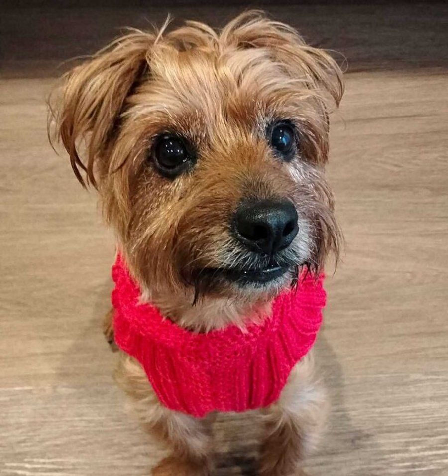 Borris - Small Male Australian Silky Terrier Mix Dog in QLD - PetRescue