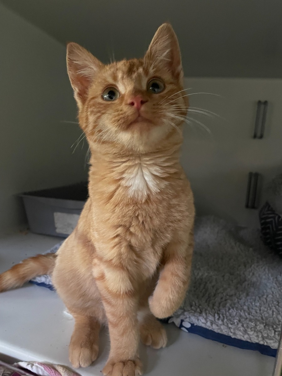 Gingerbread - Male Domestic Short Hair (DSH) Cat in NSW - PetRescue