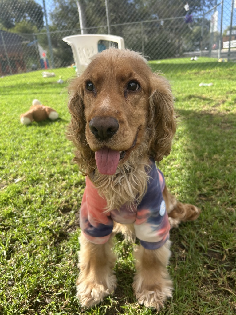 Pot Pie - Medium Male Cocker Spaniel Mix Dog in WA - PetRescue