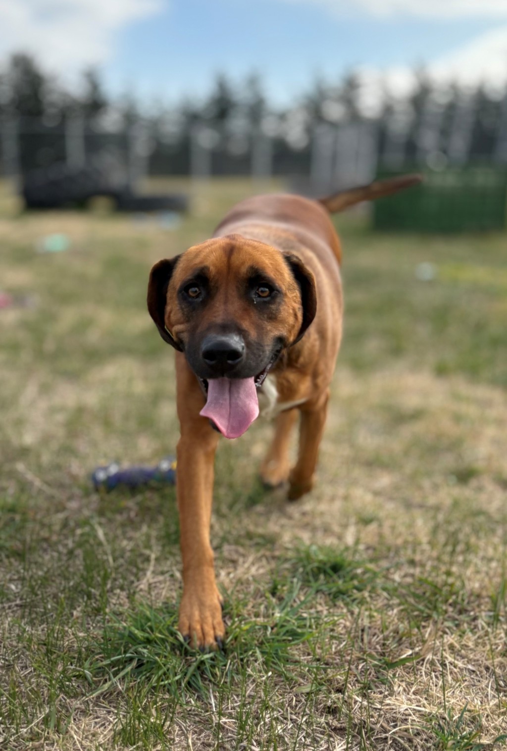 Gauge - Large Male Coonhound x Rhodesian Ridgeback Mix Dog in VIC ...