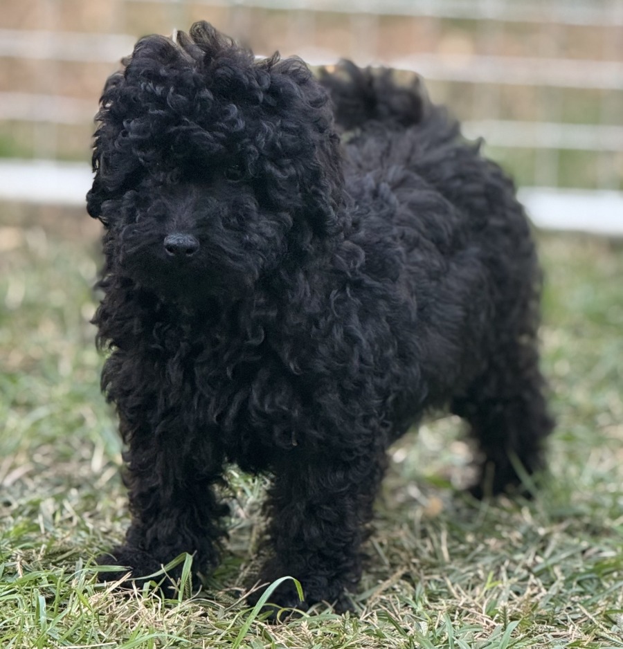 Graham - Small Male Poodle (Miniature) Dog in QLD - PetRescue