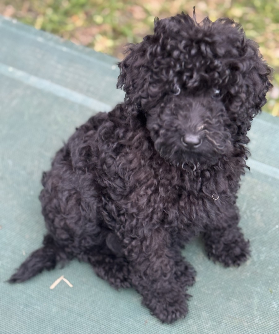 Nigel - Small Male Poodle (Miniature) Dog in QLD - PetRescue