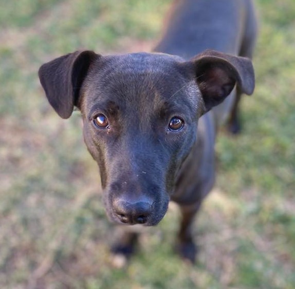 Oreo - Medium Female Mixed breed Dog in WA - PetRescue