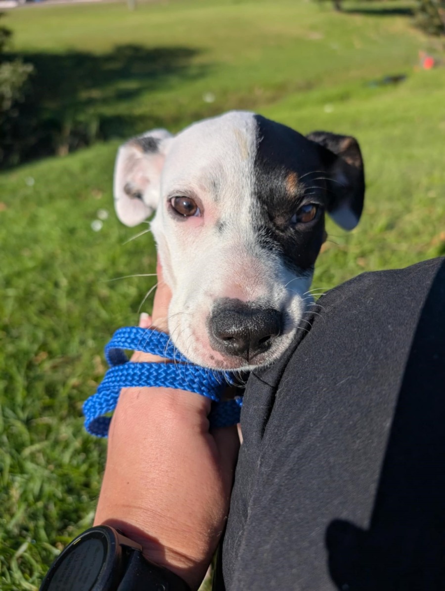 Zeze - Medium Female American Staffordshire Terrier Mix Dog in NSW - PetRescue