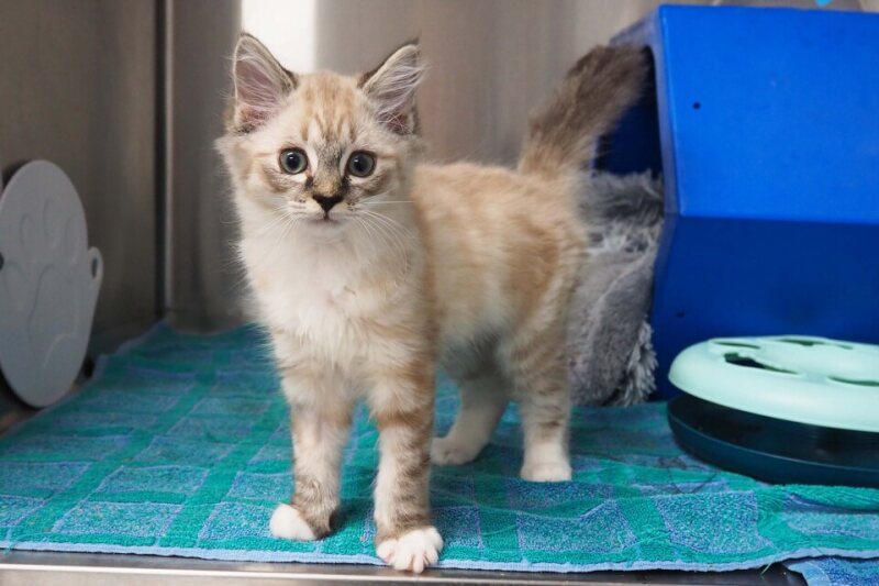Rarity - Male Domestic Medium Hair (DMH) Cat in NSW - PetRescue