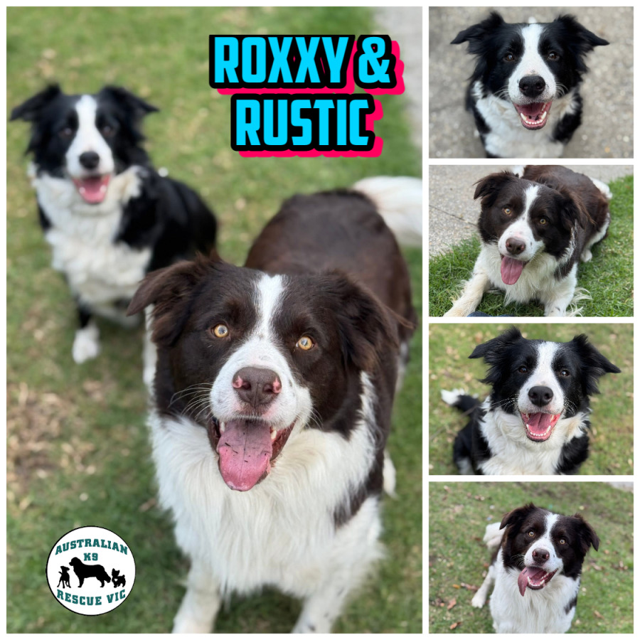 Roxxy & Rustic - Medium Male Border Collie Dog in VIC - PetRescue
