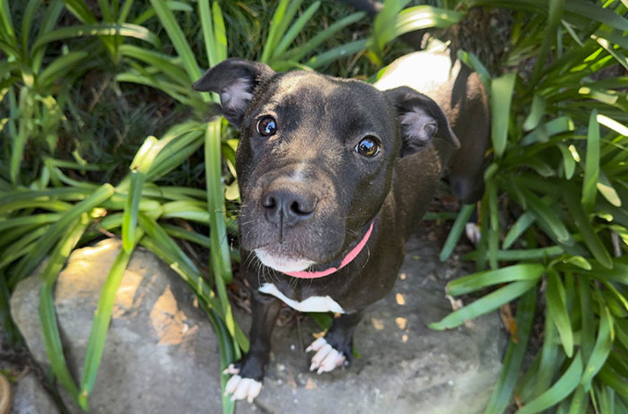 Pringle - Medium Female American Staffordshire Terrier Mix Dog in NSW - PetRescue