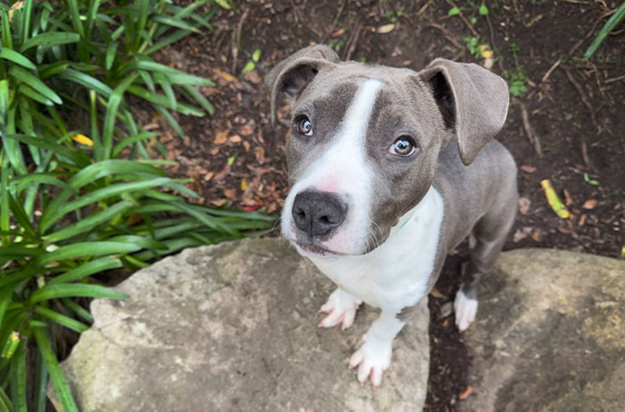Styx - Medium Female Staffordshire Bull Terrier Mix Dog in NSW - PetRescue
